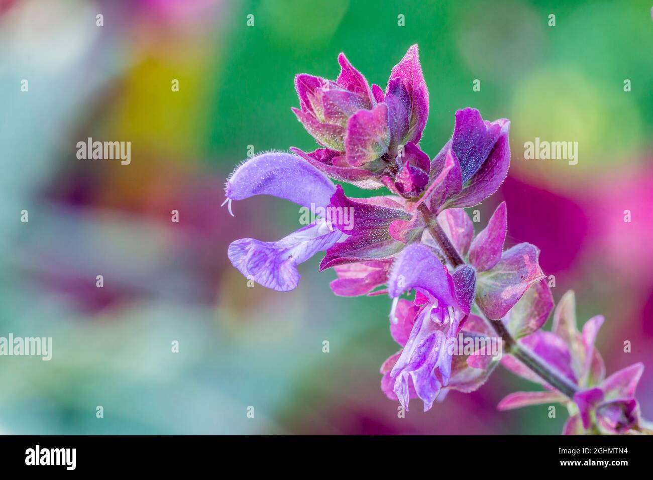 Salvia canariensis hi-res stock photography and images - Alamy