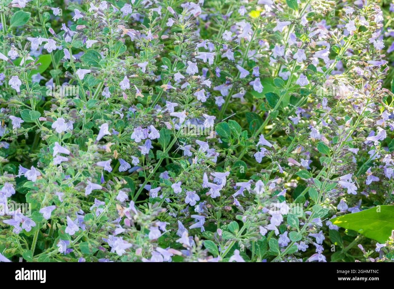 Calamintha nepeta 'Marvelette Blue' Stock Photo - Alamy