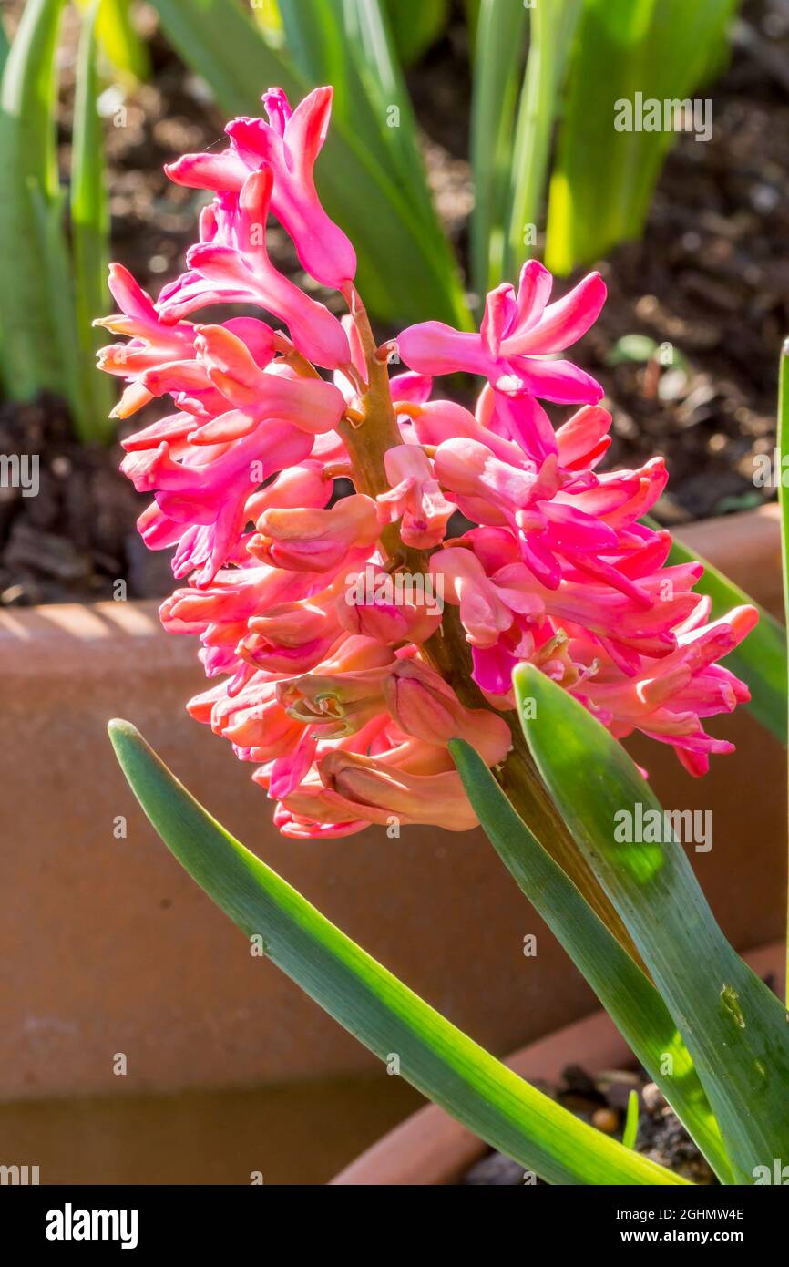 Hyacinthus orientalis 'jan bos’ hi-res stock photography and images - Alamy