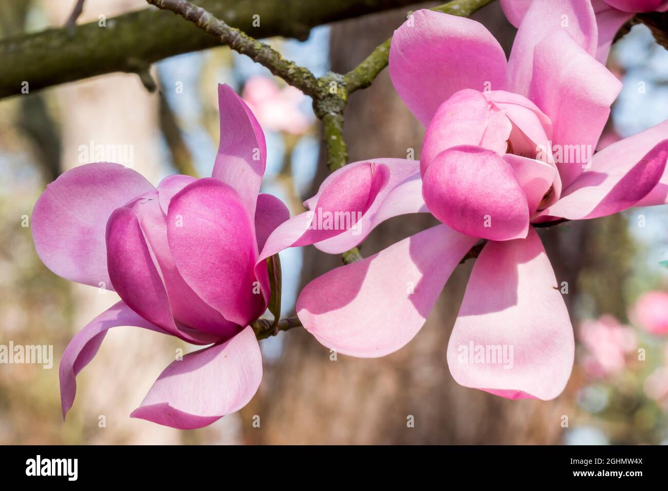 Forrests hi-res stock photography and images - Alamy