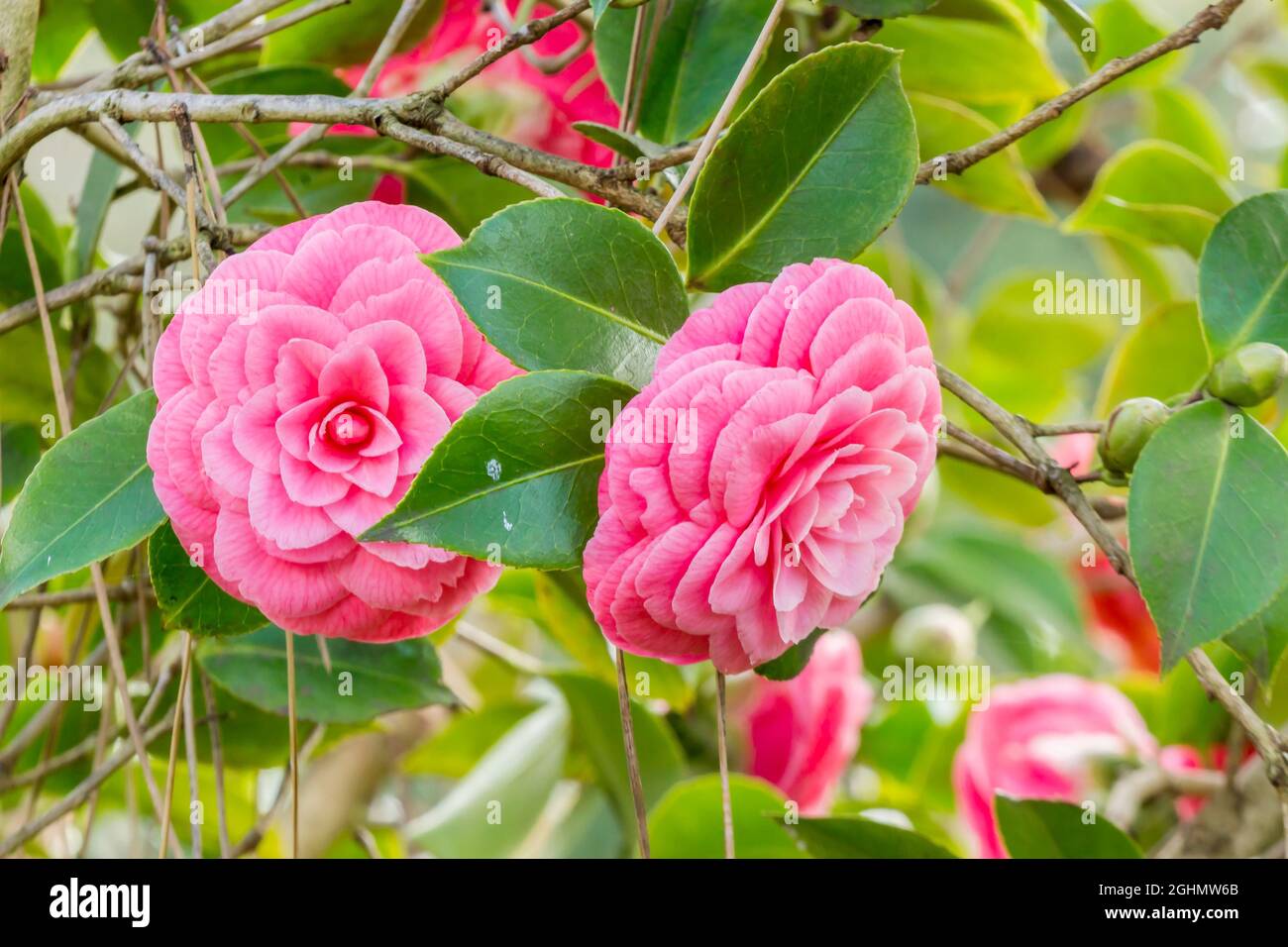 Camellia reticulata 'Mary Williams' Stock Photo - Alamy