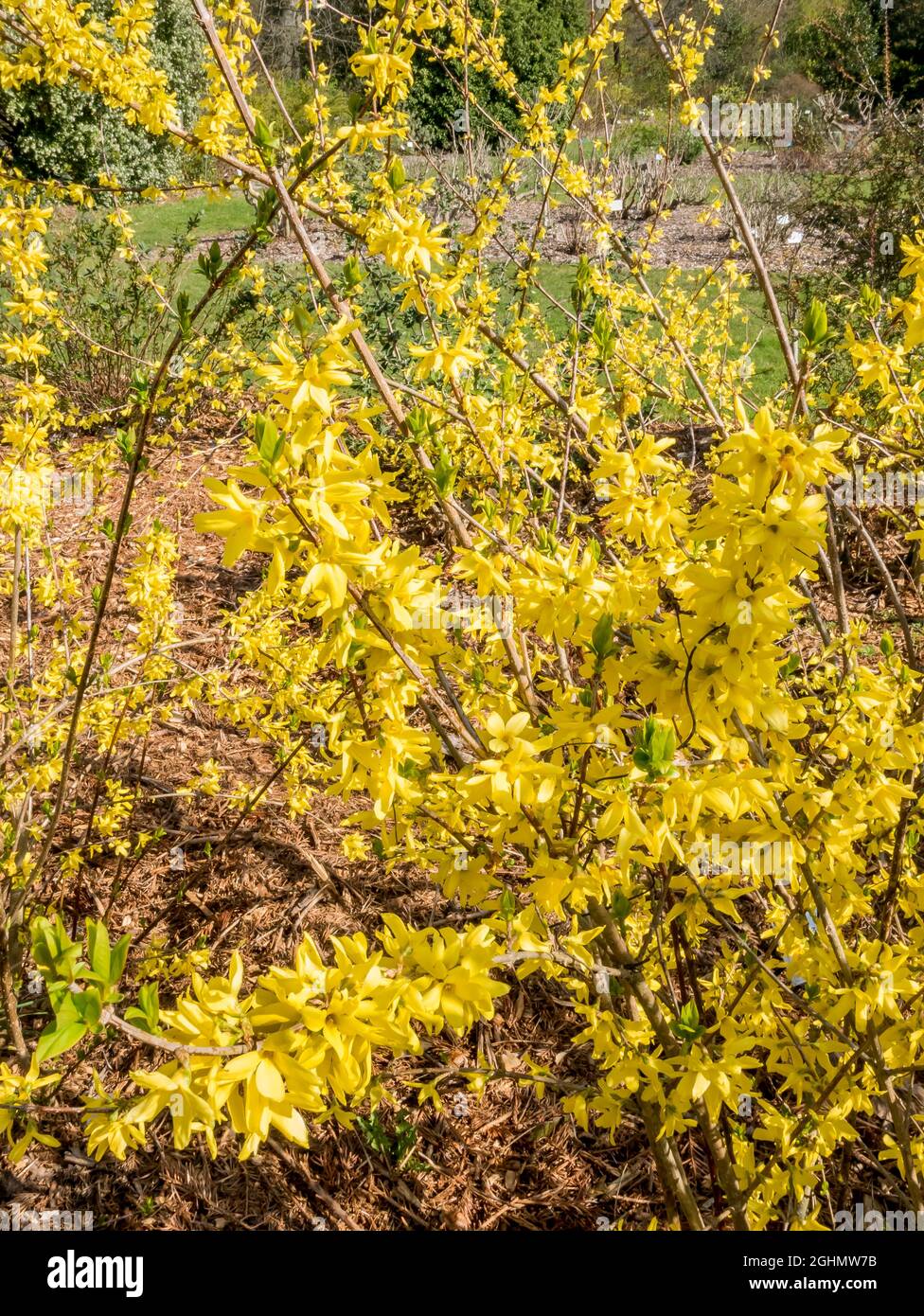 Forsythia intermedia spectabilis Stock Photo - Alamy