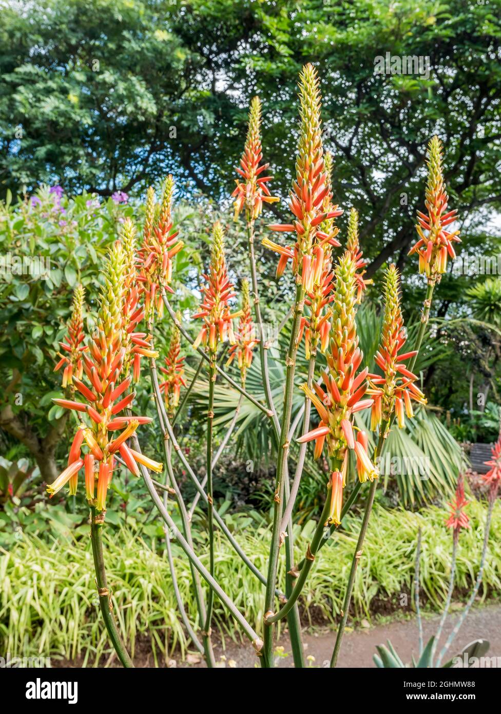 Aloe family plant hi-res stock photography and images - Alamy