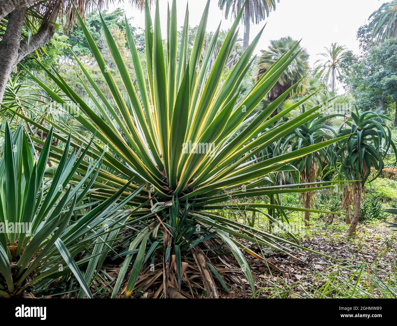 Furcraea selloa hi-res stock photography and images - Alamy