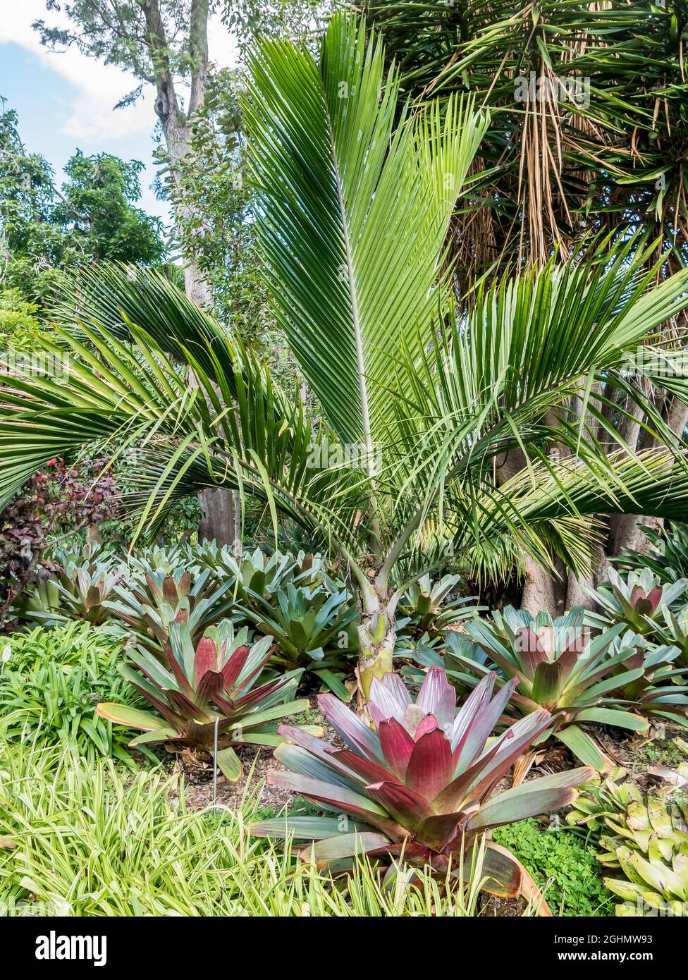 Sapida hi-res stock photography and images - Alamy