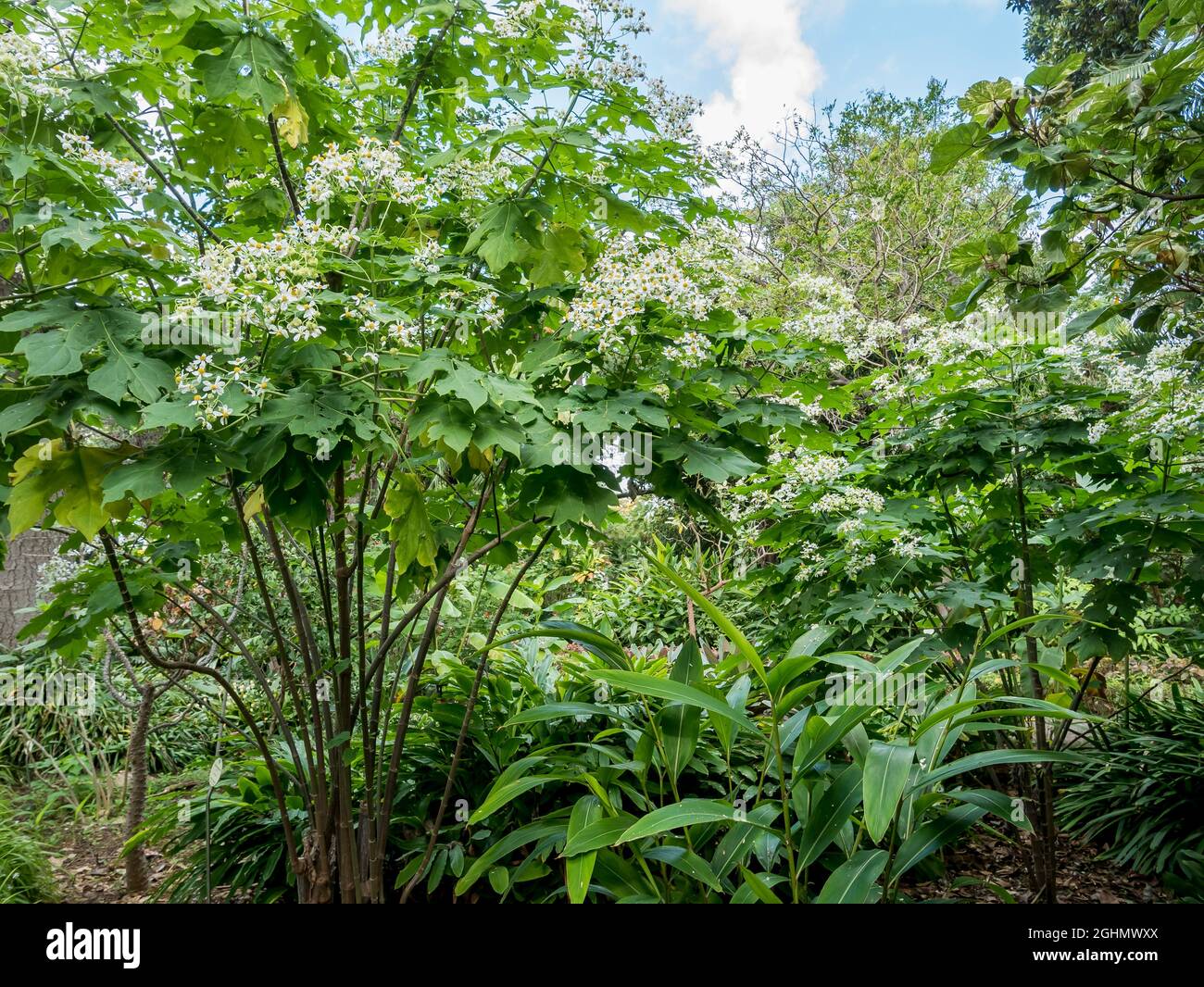 Montanoa hibiscifolia Benth Stock Photo - Alamy