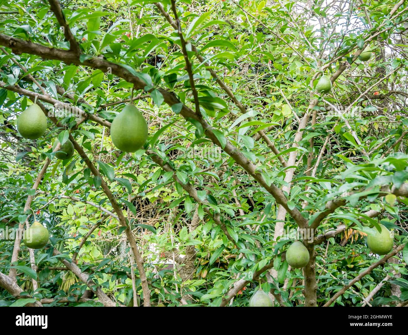 Persea americana tree hi-res stock photography and images - Alamy