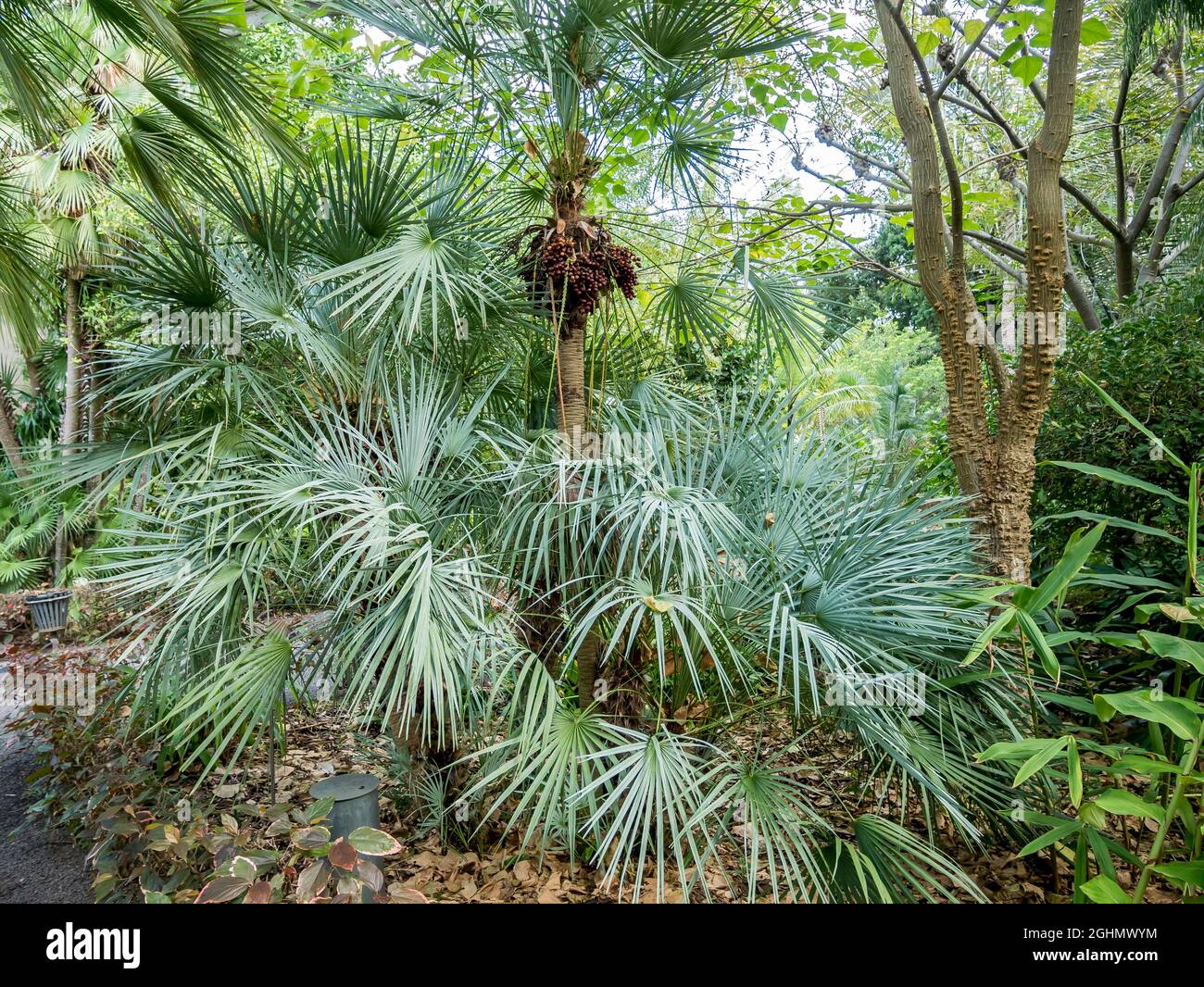 Chamaerops humilis palms hi-res stock photography and images - Alamy