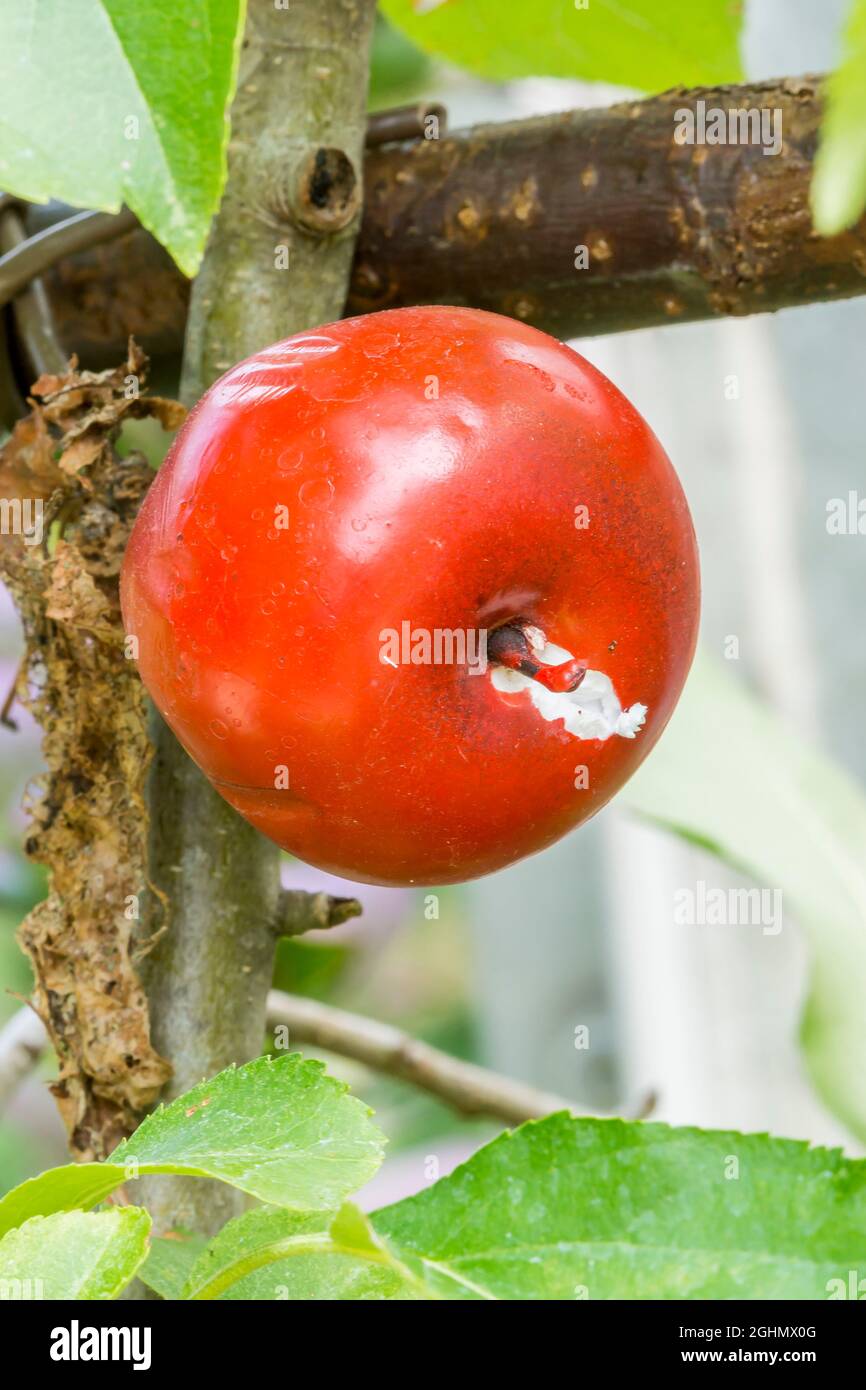 Malus domestica 'Api Etoile' Stock Photo - Alamy