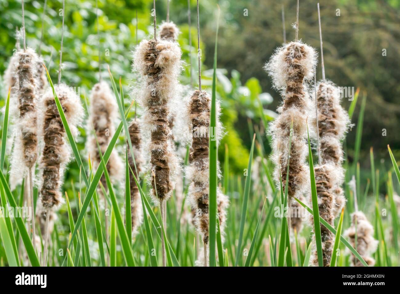 Cattails typha sp hi-res stock photography and images - Alamy