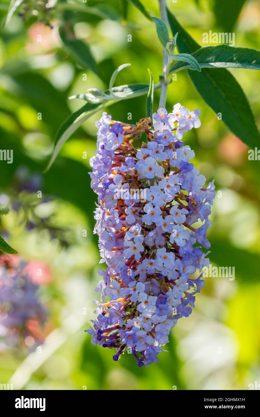 Buddleia buddleia davidii hi-res stock photography and images - Alamy