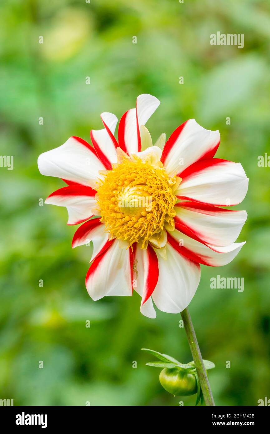 Dahlia asahi hi-res stock photography and images - Alamy