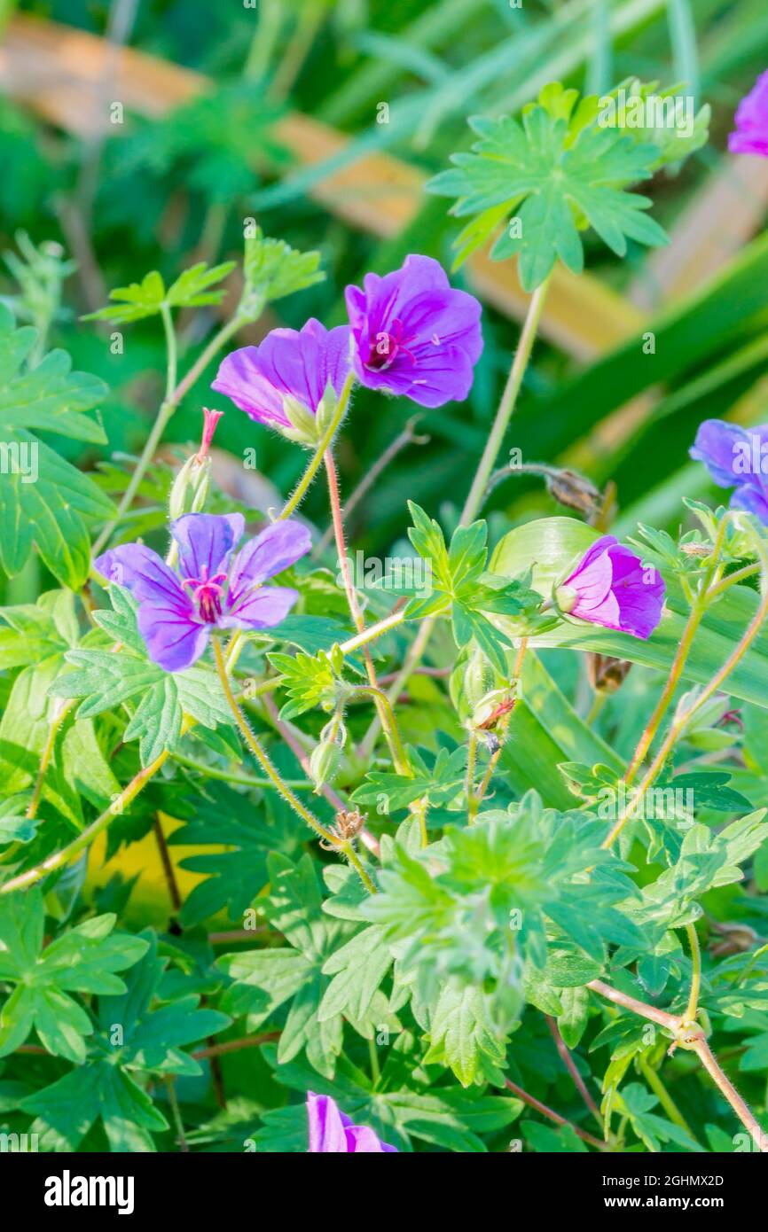 Geranium family hi-res stock photography and images - Alamy