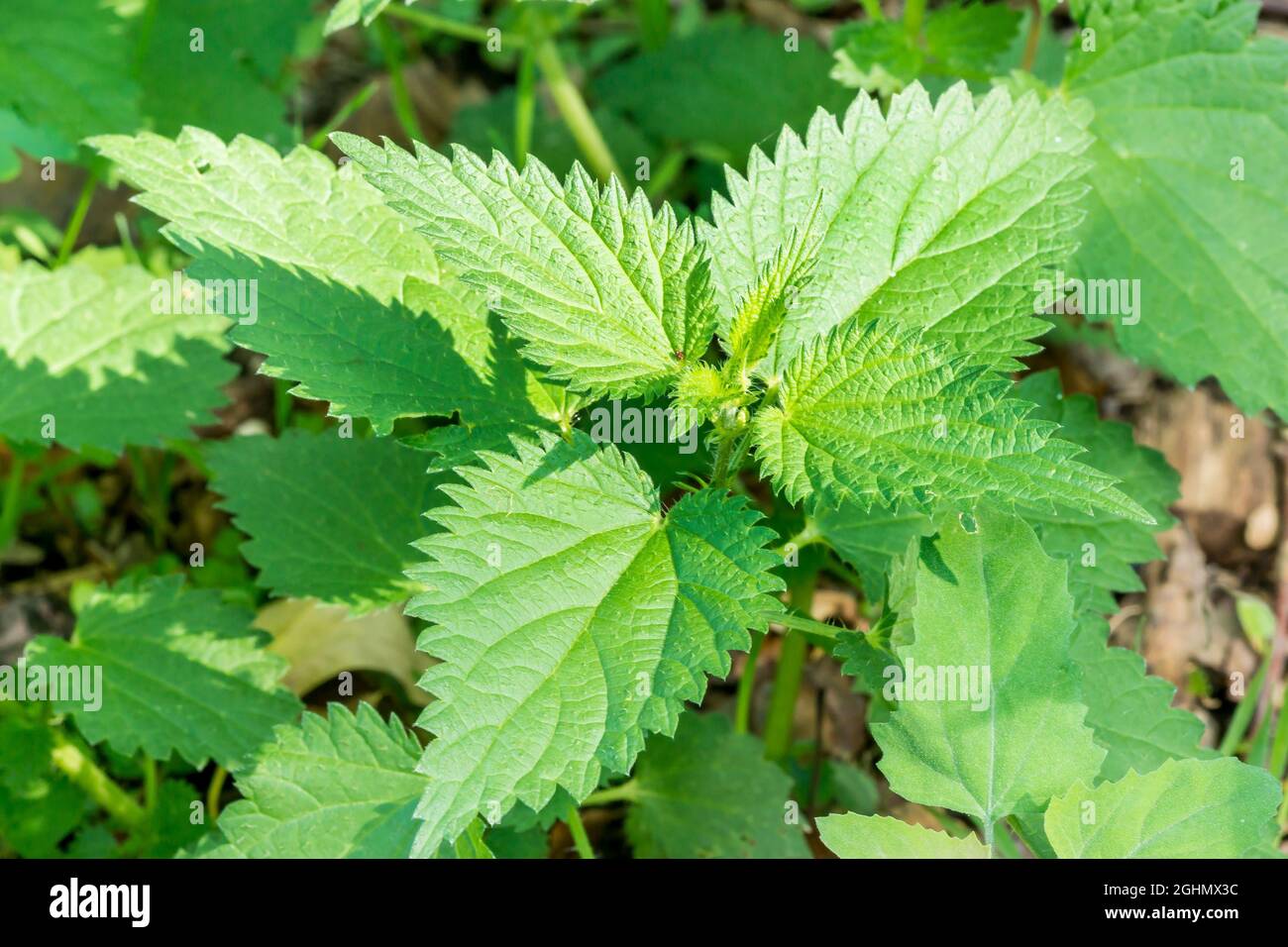 Urticales order hi-res stock photography and images - Alamy