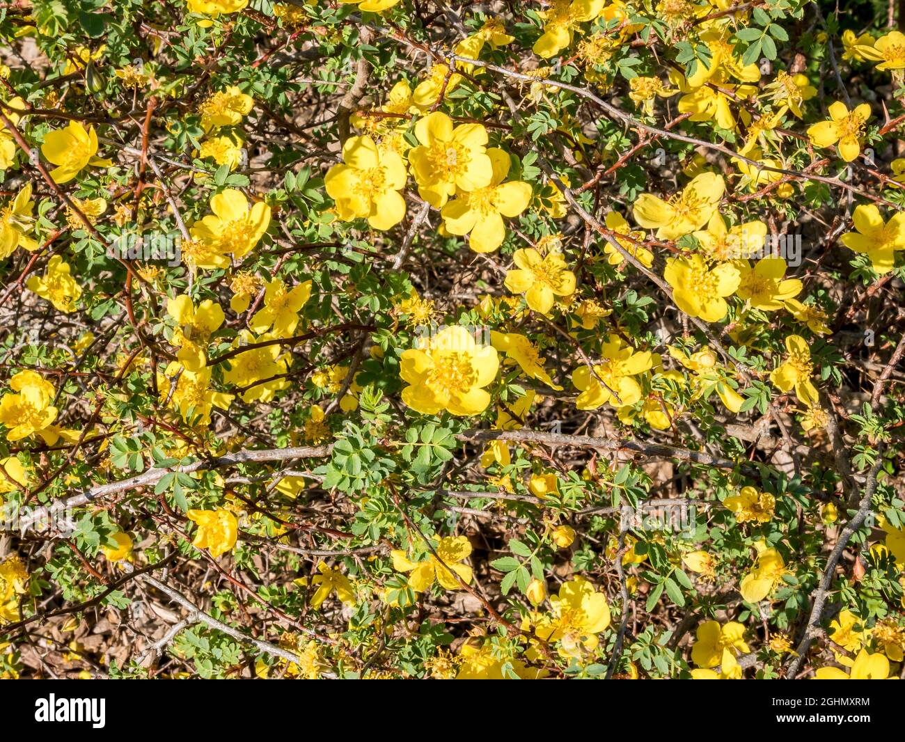 Ecae hi-res stock photography and images - Alamy