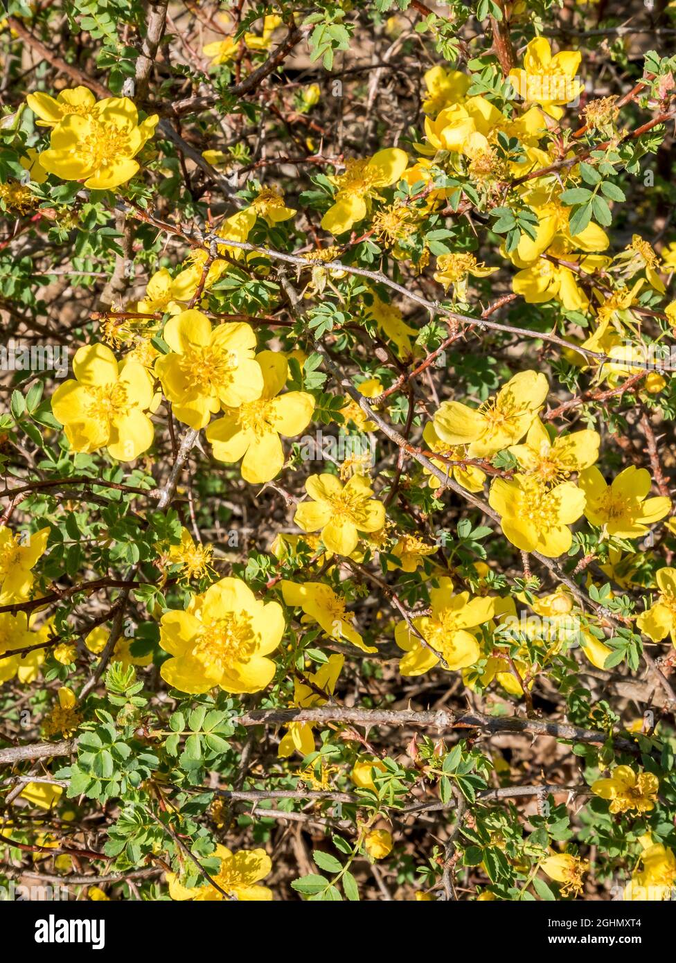 Ecae hi-res stock photography and images - Alamy