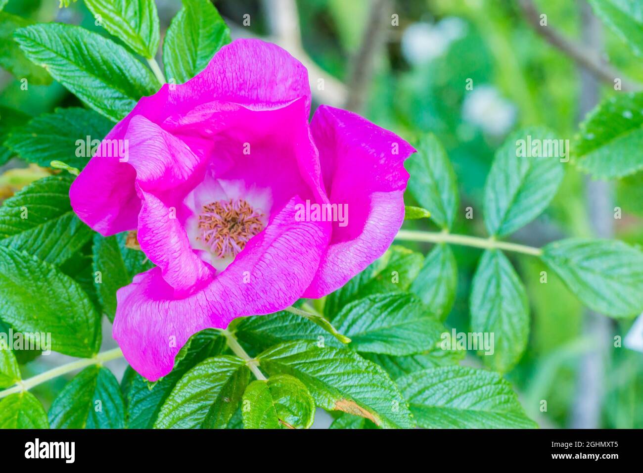 Rosa rugosa 'Rubra' Stock Photo - Alamy