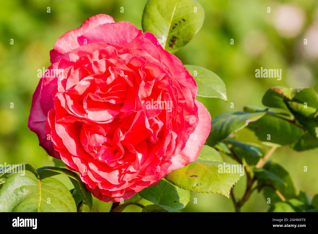 Rosa 'Panthere Rose' Breeder : Meilland 1982 Stock Photo - Alamy