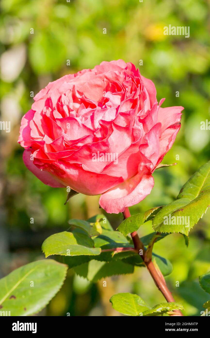 Rosa 'Panthere Rose' Breeder : Meilland 1982 Stock Photo - Alamy