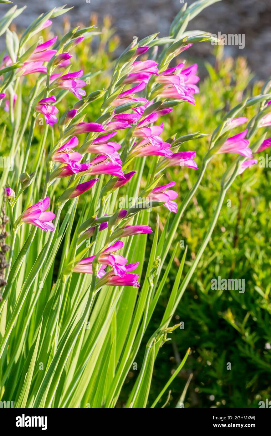 Gladiolus communis ssp. byzantinus Stock Photo - Alamy