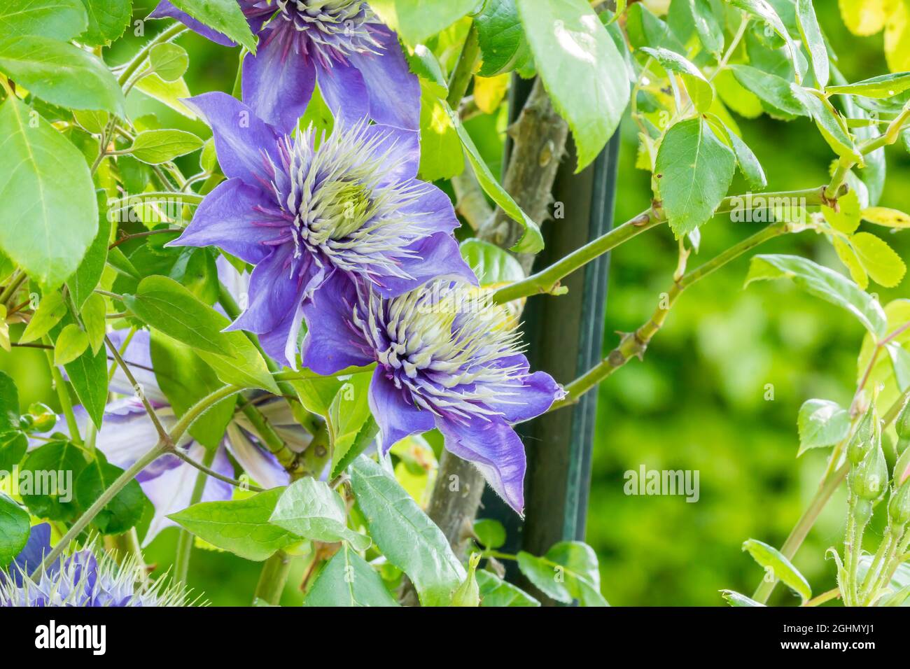 Clematis multi blue hi-res stock photography and images - Alamy