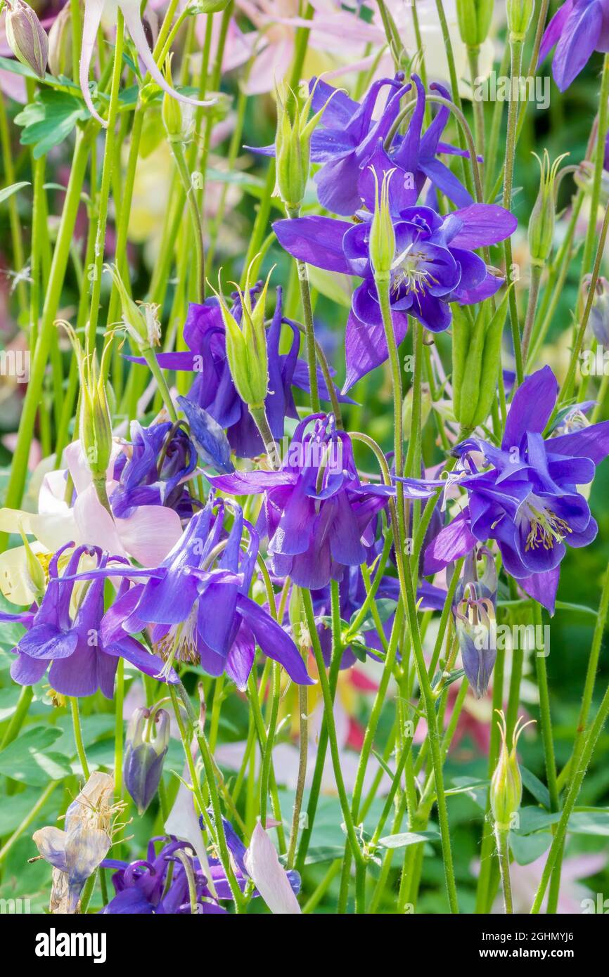 Aquilegia Alpina High Resolution Stock Photography and Images - Alamy