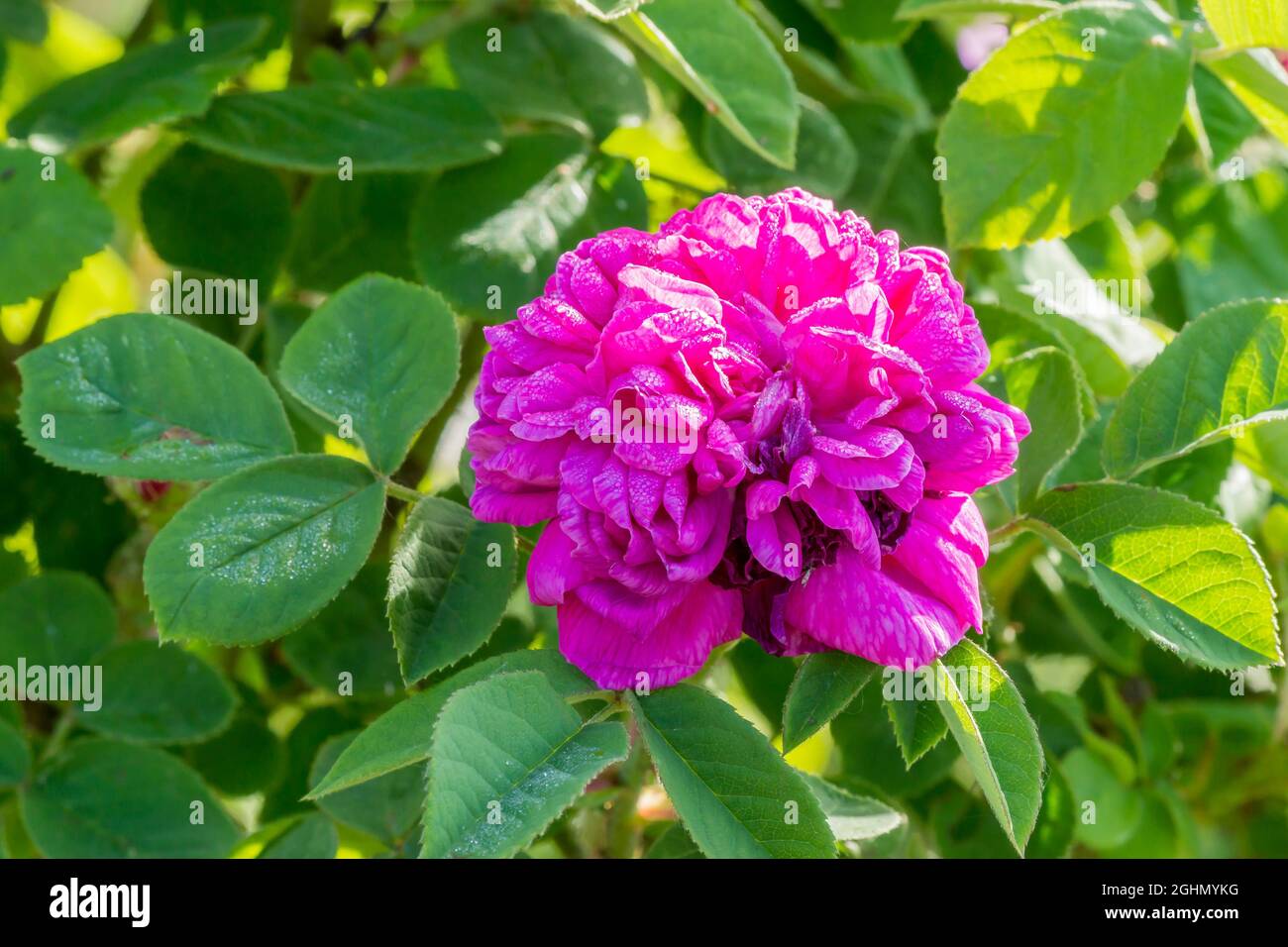 Rosa 'Rose de Rescht' Obtenteur : Miss Nancy Lindsay Stock Photo - Alamy