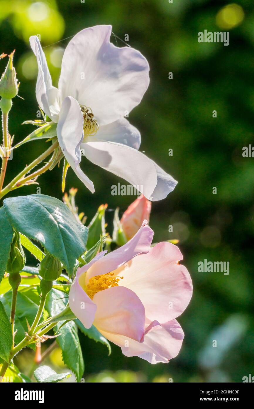 Sally holmes roses hi-res stock photography and images - Alamy