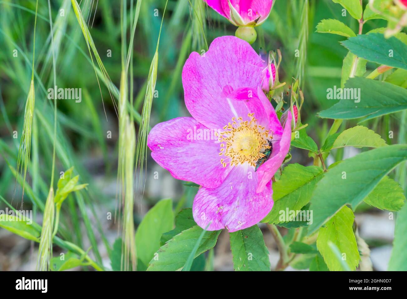 Rosa roxburghii normalis Chine 1828 Stock Photo - Alamy