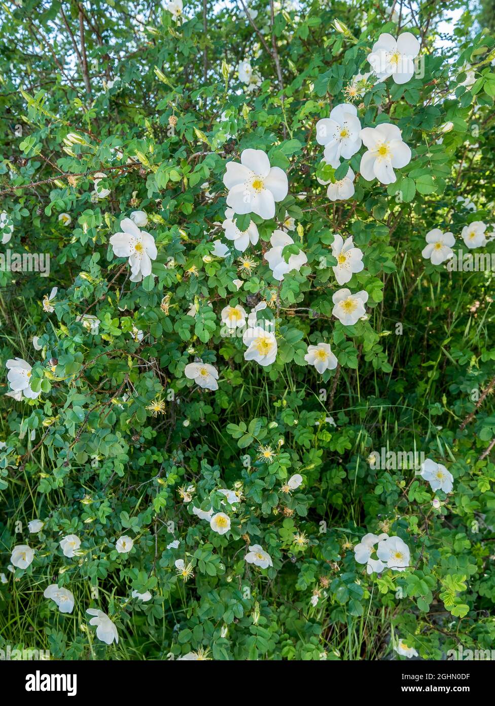 Rosa spinosissima hi-res stock photography and images - Alamy