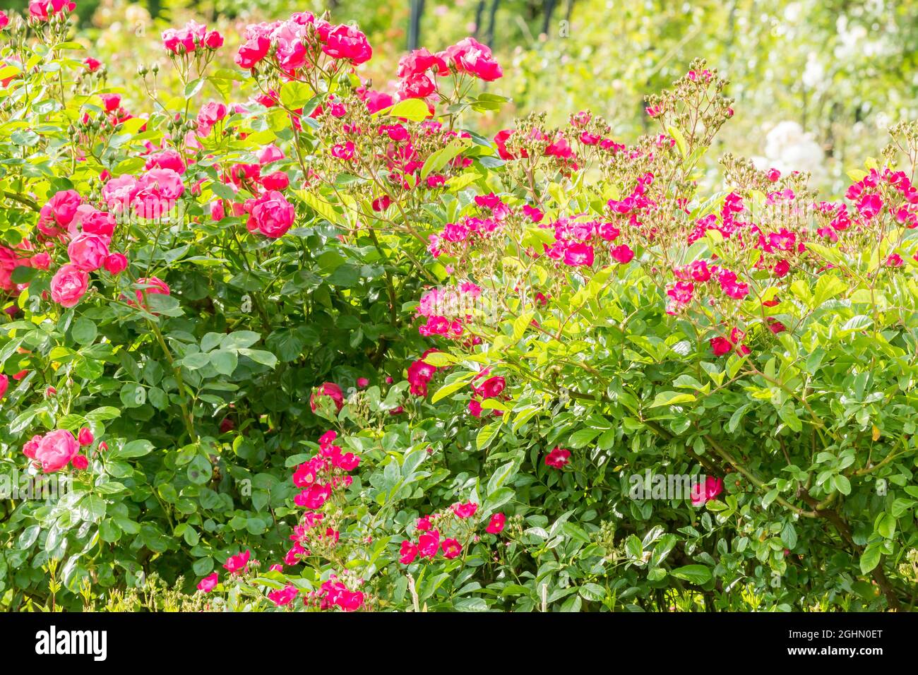 Rosa 'Angela', Rosa 'Marjorie Fair' Stock Photo - Alamy