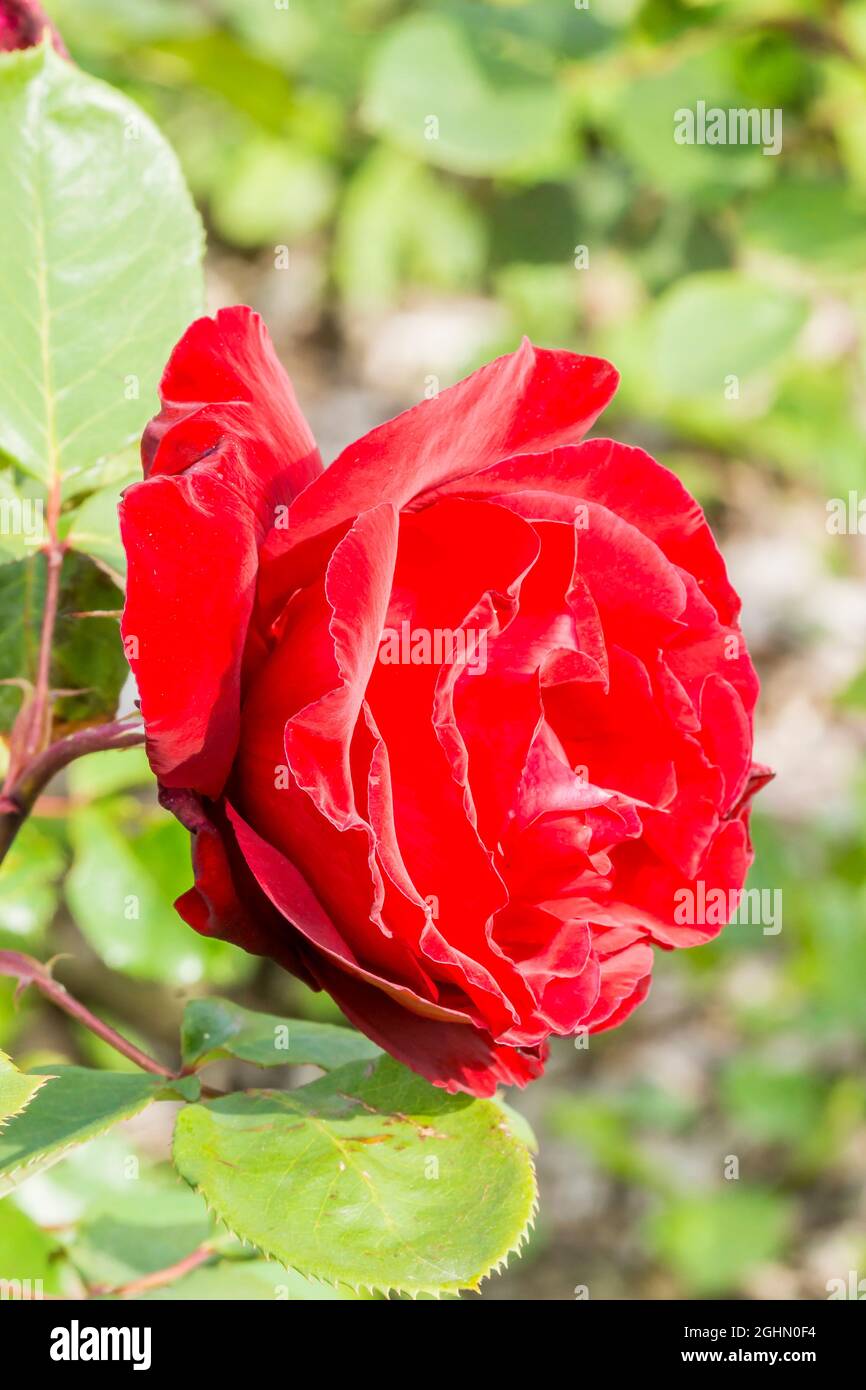 Ingrid bergman roses hi-res stock photography and images - Alamy