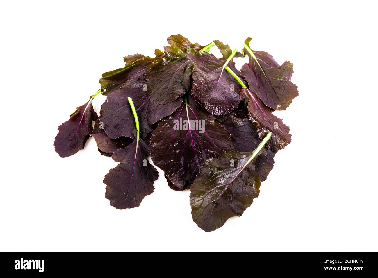 freshly harvested red mustard leaves on a white background Stock Photo ...