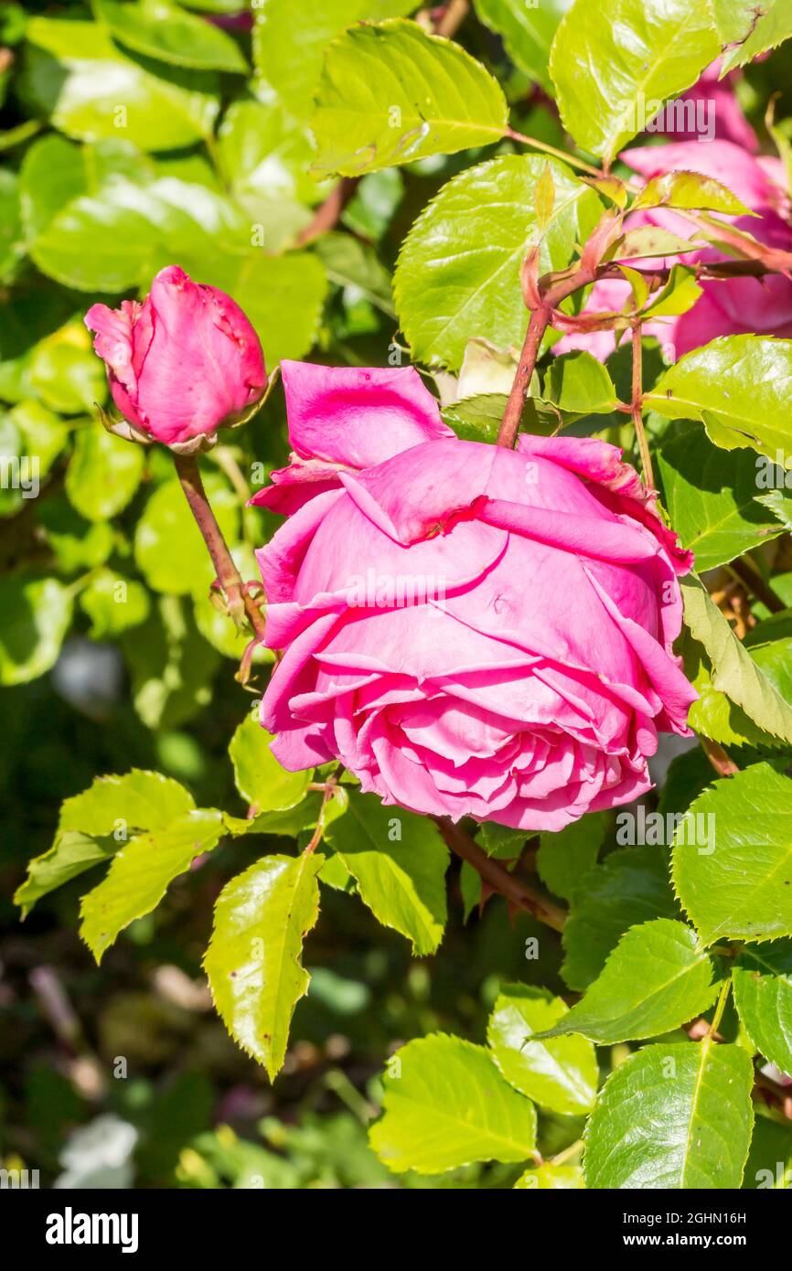 Rosa 'Tino Rossi' Breeder : Meilland (FRA) 1990 Stock Photo - Alamy