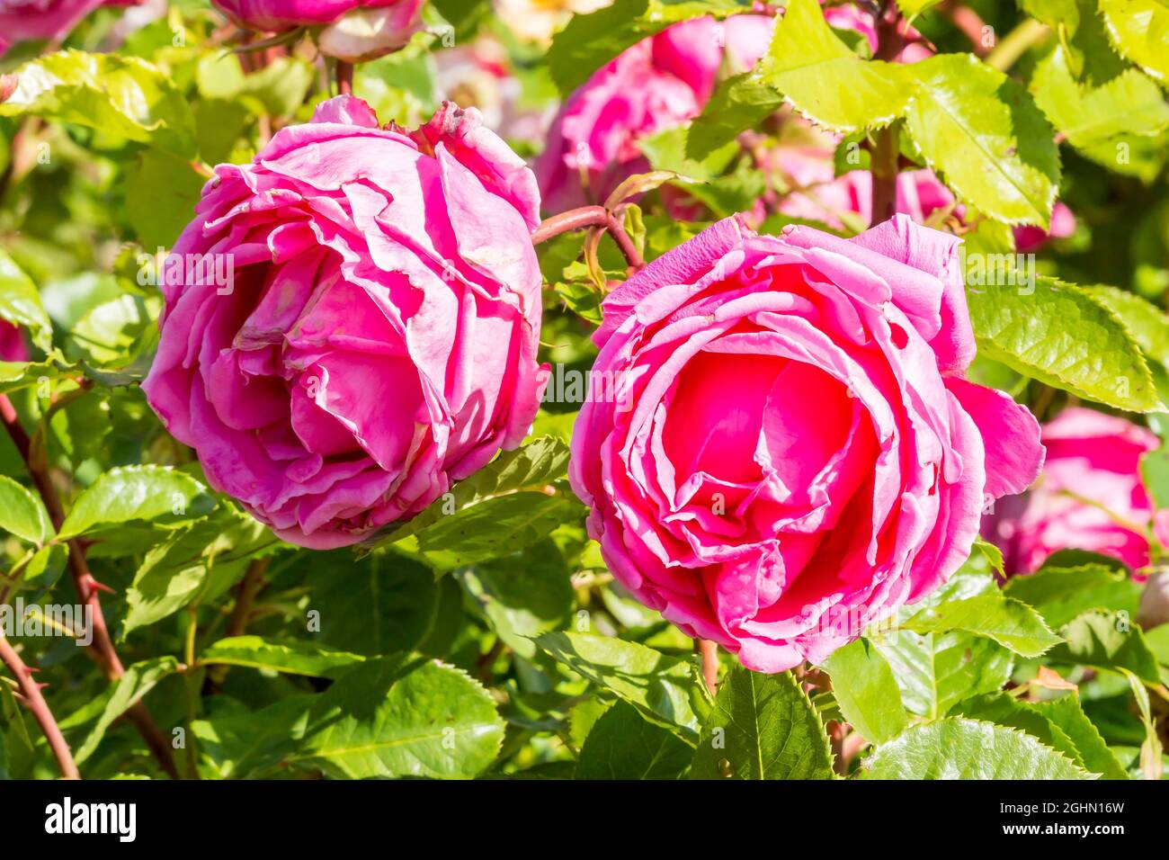 Rosa 'Tino Rossi' Breeder : Meilland (FRA) 1990 Stock Photo - Alamy