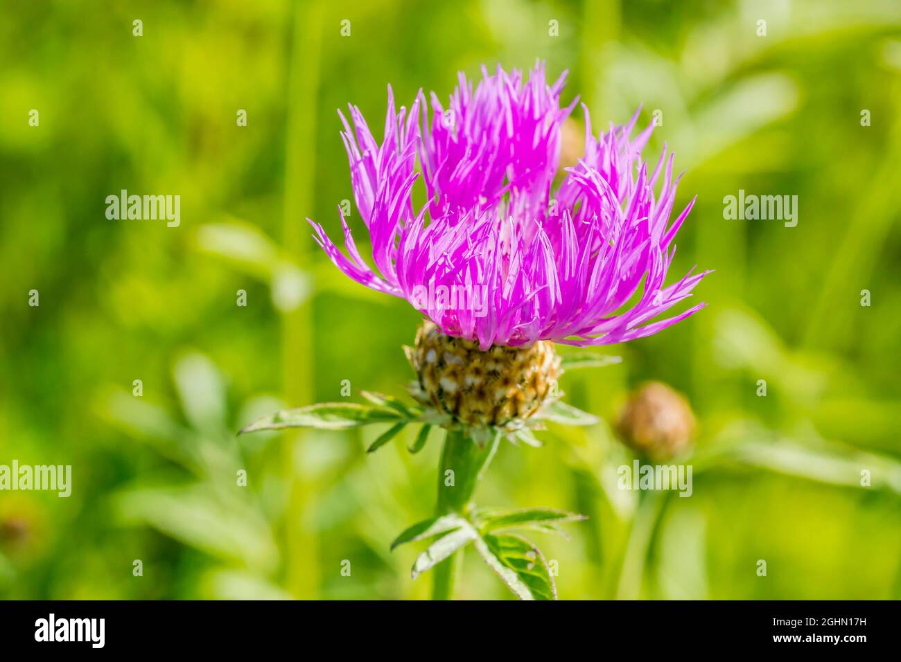 Centaurea Asteraceae High Resolution Stock Photography and Images - Alamy