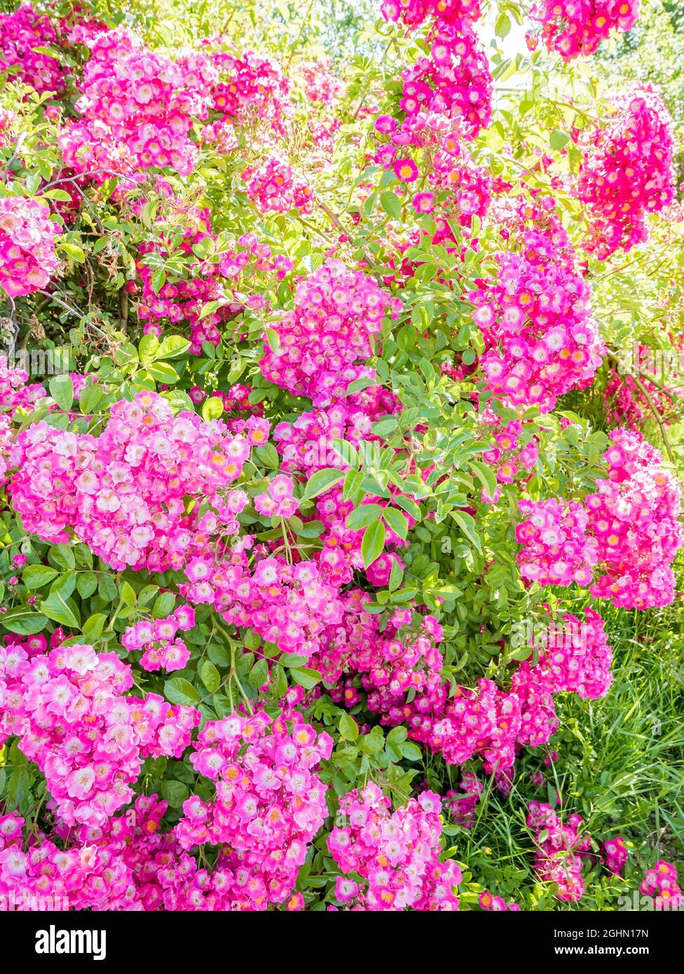 Rosa 'Maria Lisa' Obtenteur : Liabaud (FRA) 1936 Stock Photo - Alamy