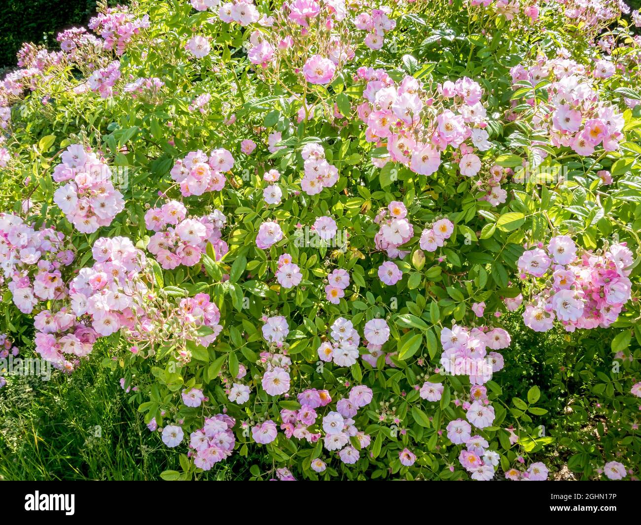 Rosa multiflora hi-res stock photography and images - Alamy