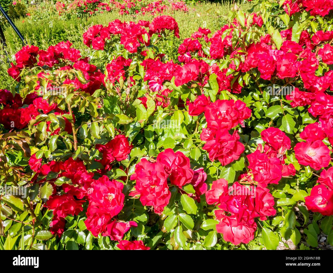 Rosa 'Rigo Rotilia' Breeder : Kordes (GER) 2002 Stock Photo - Alamy