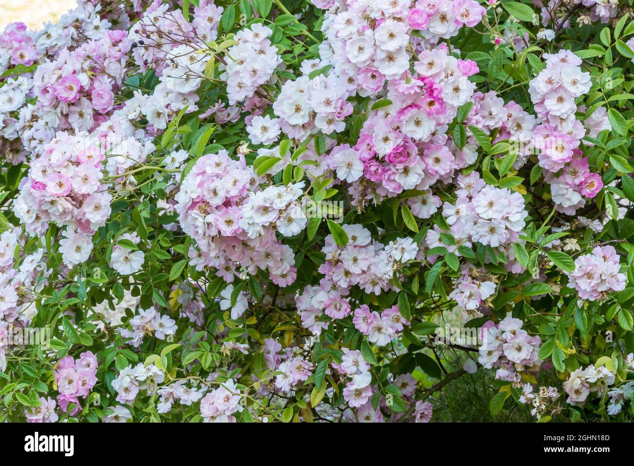 Rosa multiflora tree hi-res stock photography and images - Alamy