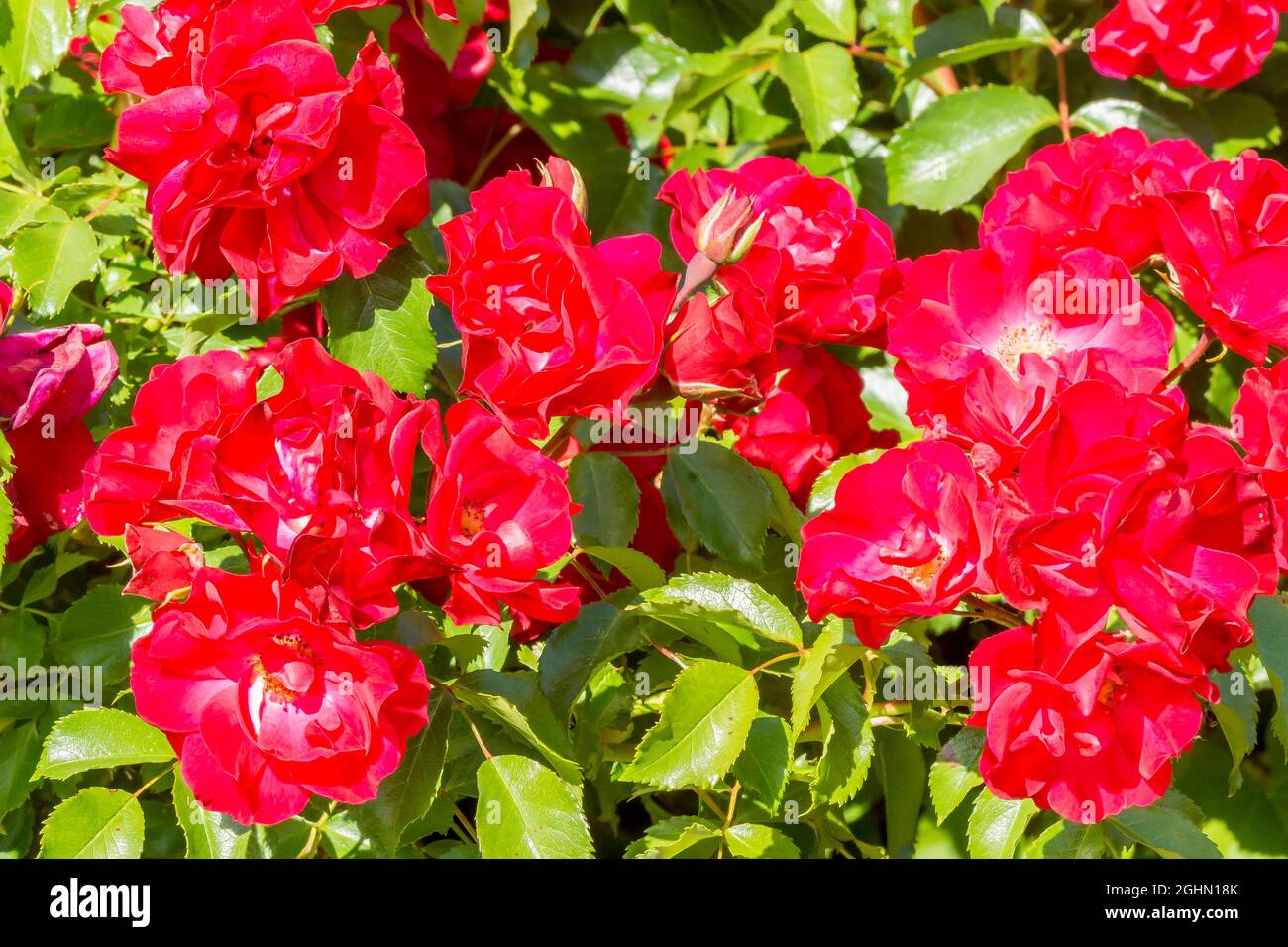 Rosa 'Rigo Rotilia' Breeder : Kordes (GER) 2002 Stock Photo - Alamy