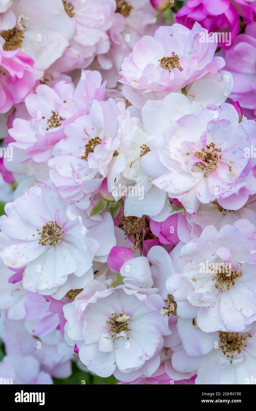 Rosa multiflora tree hi-res stock photography and images - Alamy