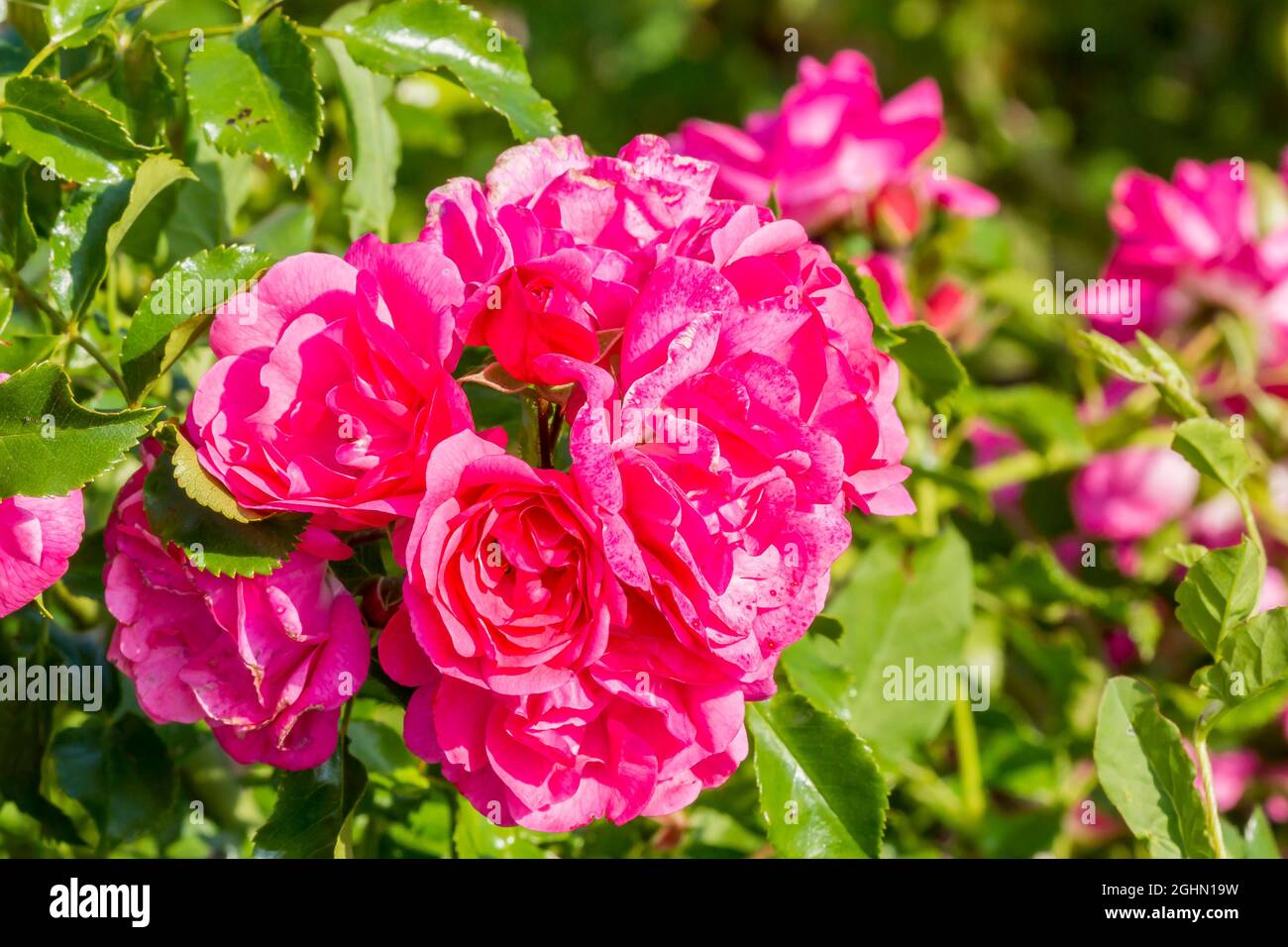 Rosa 'Emera' Breeder : Noack (GER) 1989 Stock Photo - Alamy