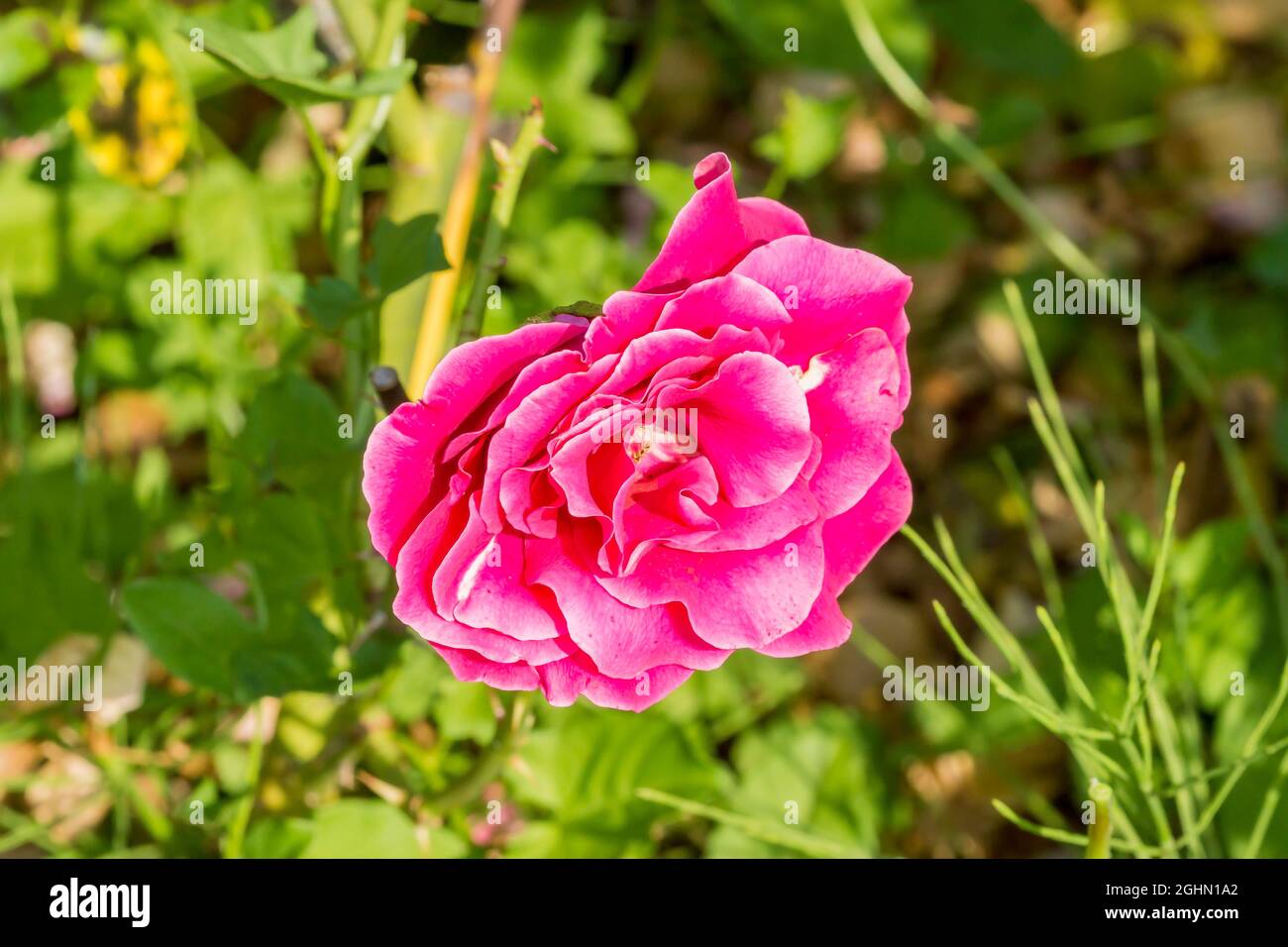 Rosa 'Mme Fernandel' Breeder : Meilland (FRA) 1989 Stock Photo - Alamy