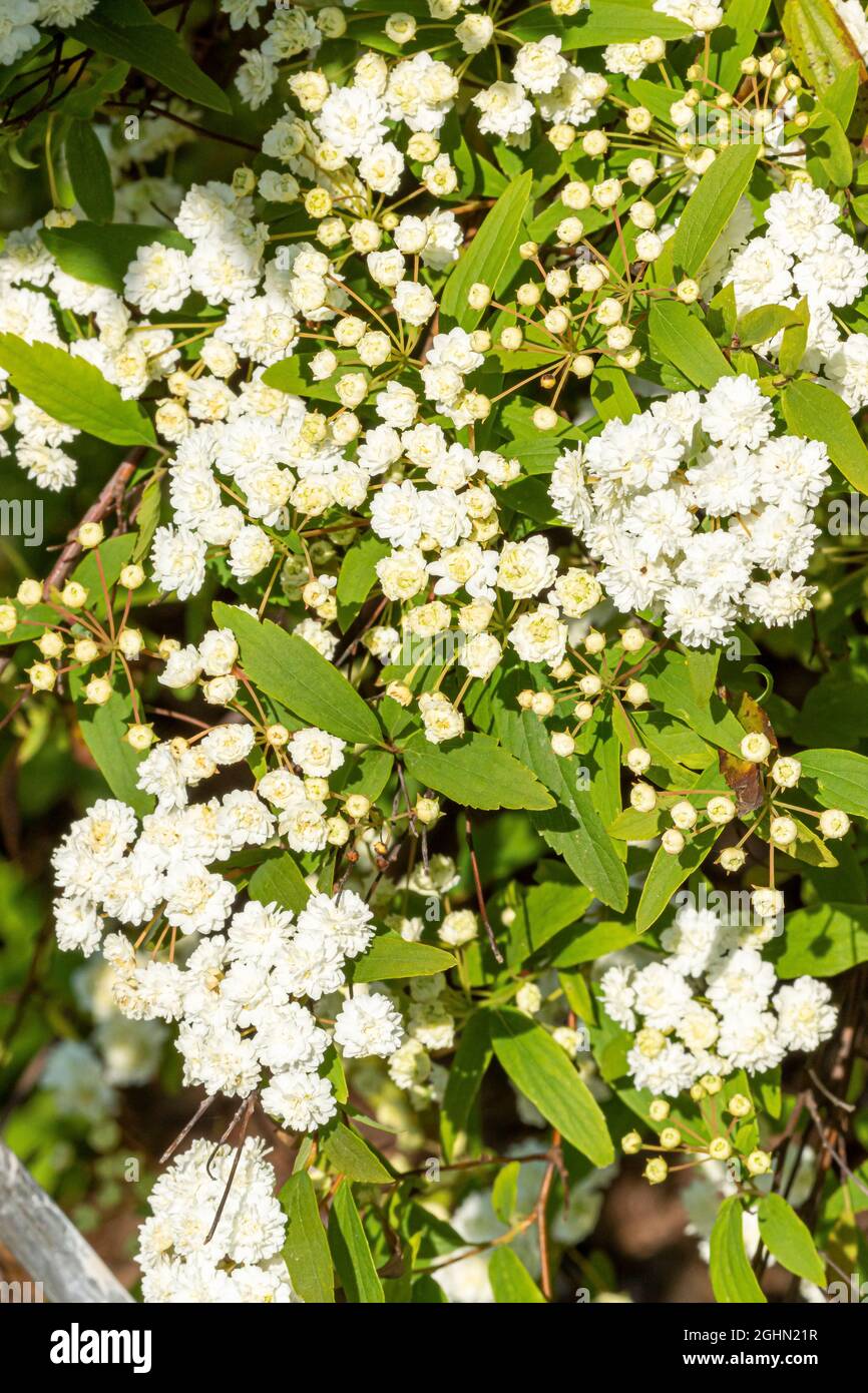 Spiraea cantoniensis 'Lanceata' Stock Photo - Alamy