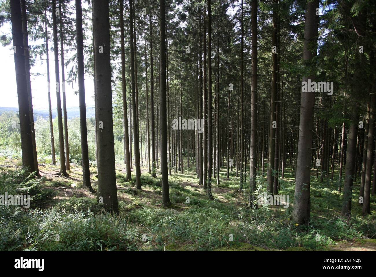 Forest atmosphere 30.08.2012. Formula 1 World Championship, Rd 12 ...
