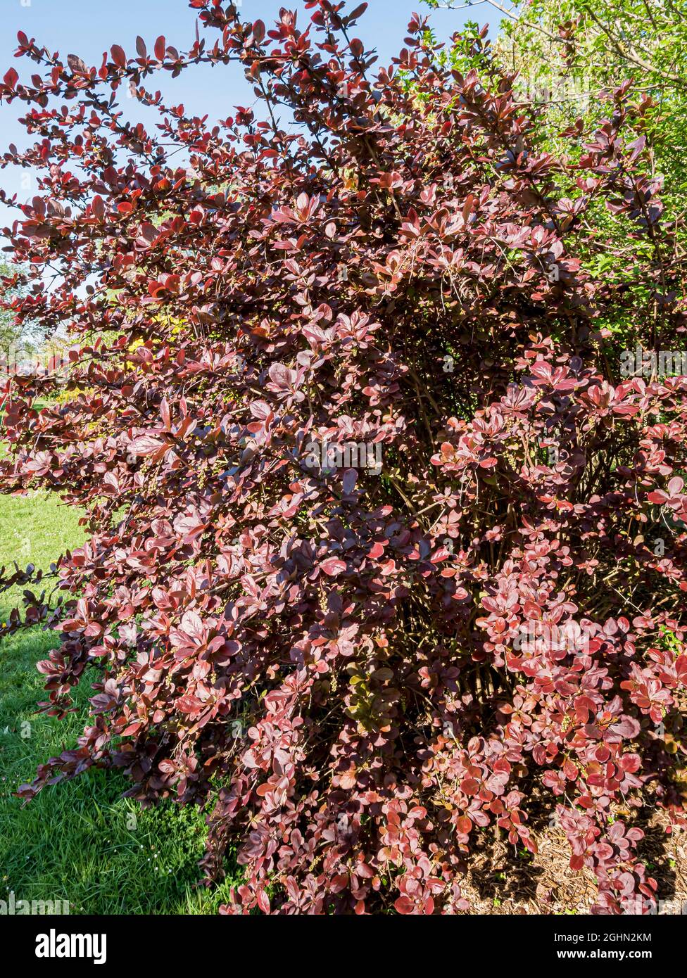 Berberis koreana 'Harvest Fire' Stock Photo - Alamy