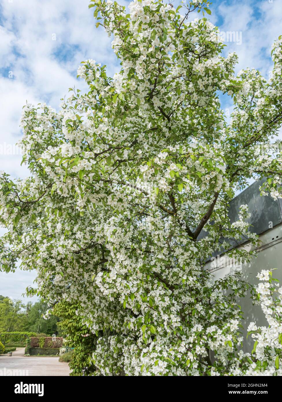 Malus baccata var.mandschurica Stock Photo - Alamy