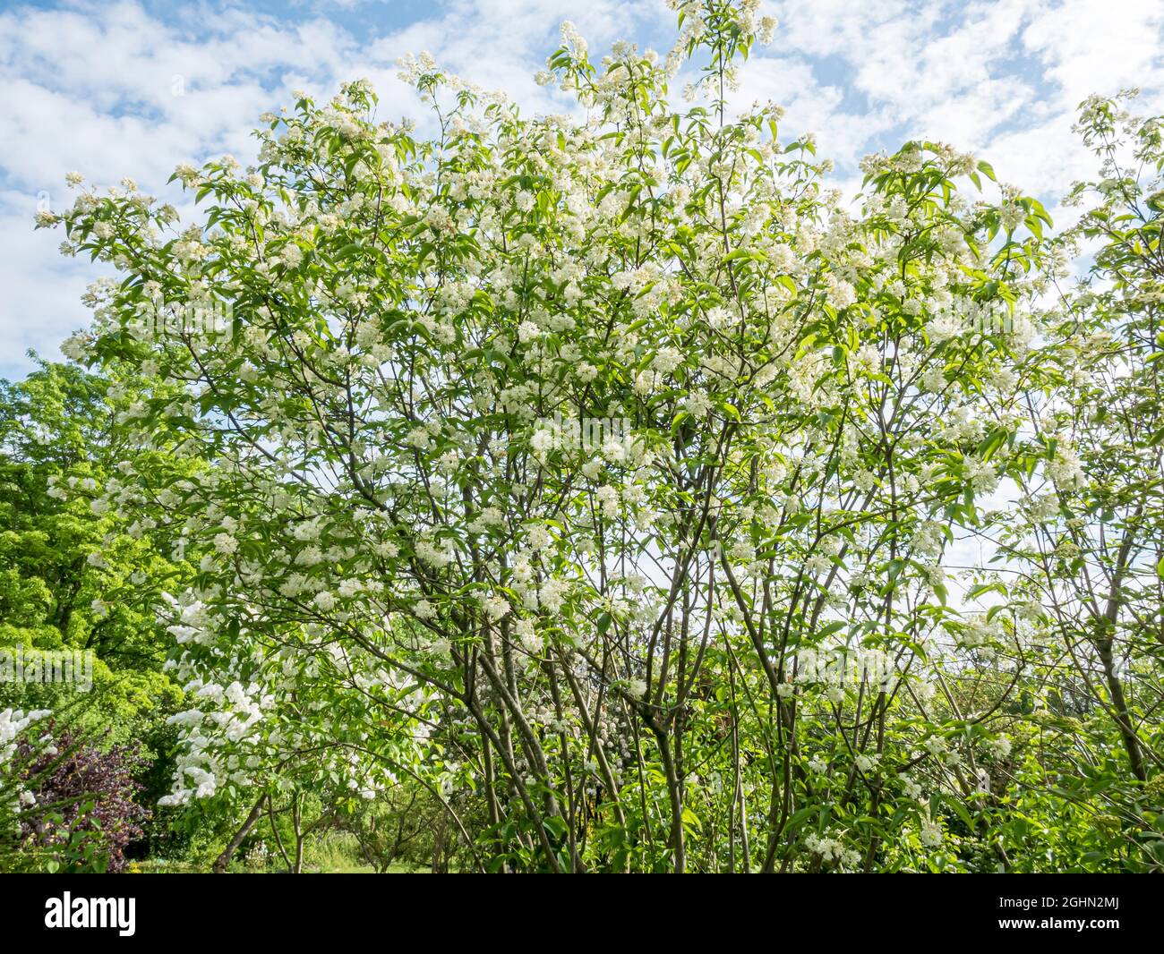 Family staphyleaceae hi-res stock photography and images - Alamy