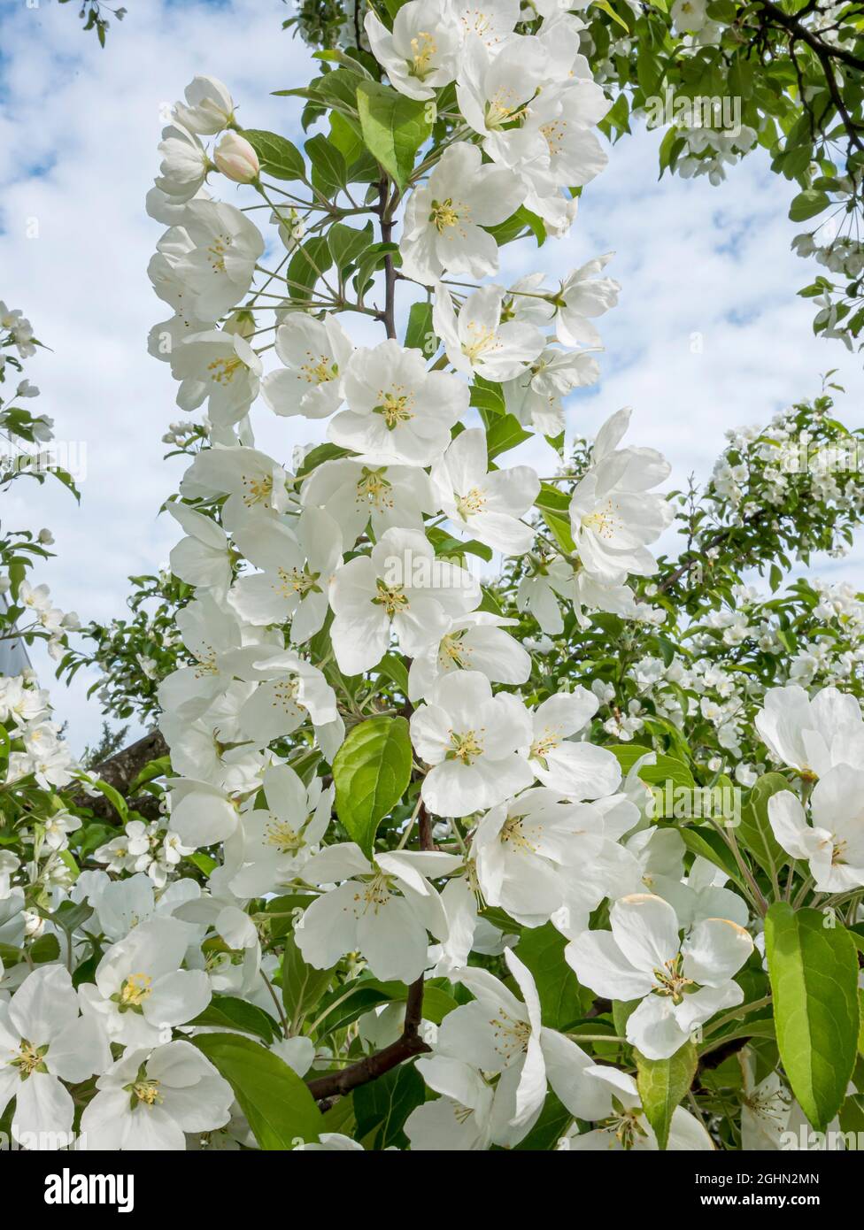 Malus baccata var.mandschurica Stock Photo - Alamy